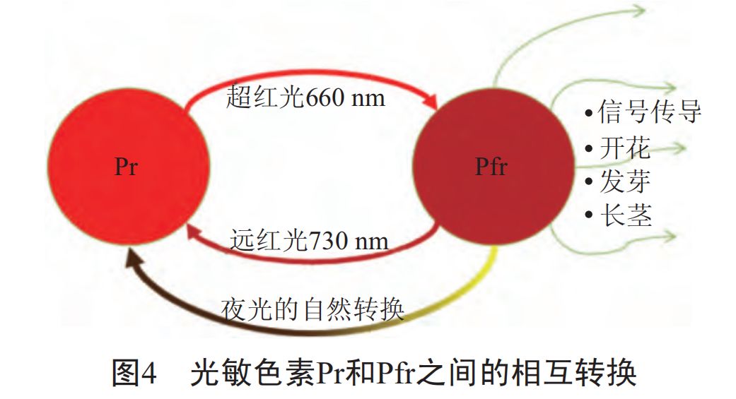 问答:植物照明方面，远红光会产生怎样的影响？ - 行家说